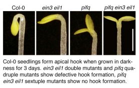 Regulation of Apical Hook Development: A Dual-Core Processes Complex ...