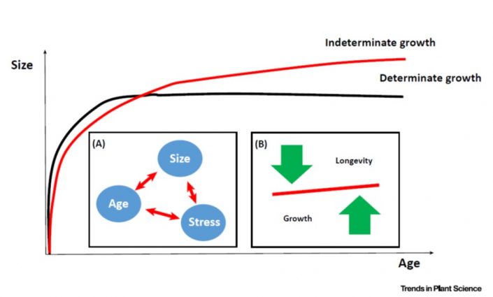 Opinion: Limits to tree growth and longevity (TIPS) | Plantae
