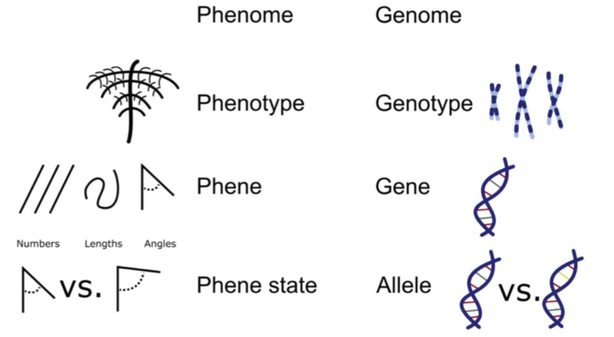 Review Review Functional Phenomics An Emerging Field Integrating