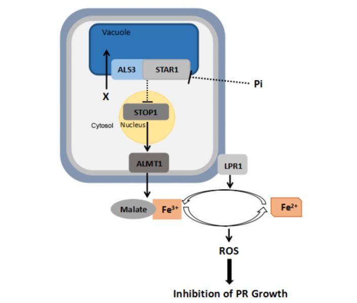 Genetic dissection of Fe-dependent signaling in root developmental ...
