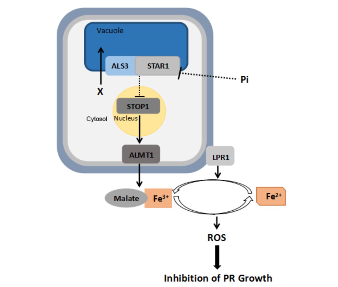 Genetic dissection of Fe-dependent signaling in root developmental ...