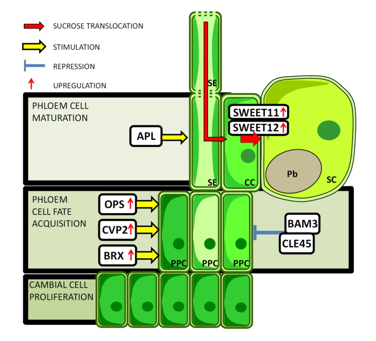 Brassica clubroot disease protist pathogen promotes phloem ...