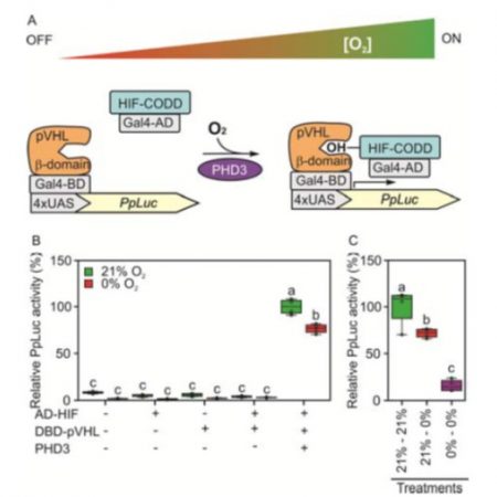 Plantae | Phosphatidic acid modulates MPK3- and MPK6- mediated hypoxia ...