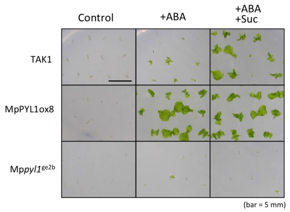 Archetypal roles of an ABA receptor in drought and sugar responses in ...