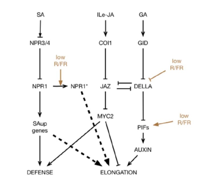 Salicylic Acid and Shade Avoidance | Plantae