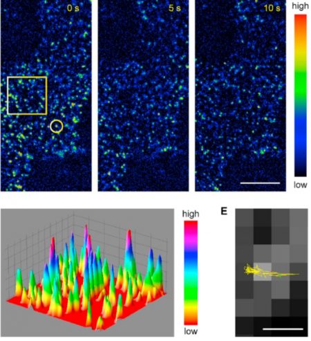 Review: Single-particle tracking for the quantification of membrane ...