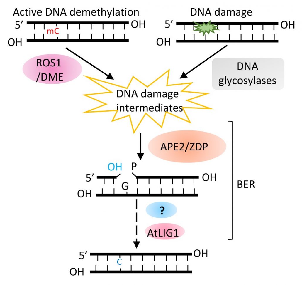 APE2 Acts in DNA Demethylation | Plantae