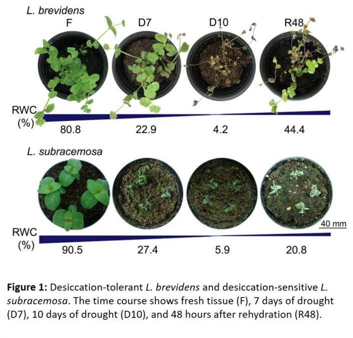 How resurrection plants survive being hung out to dry | Plantae