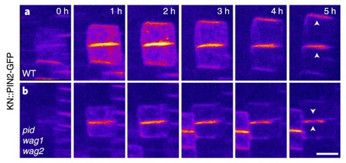Re-establishment of PIN2 polarity after cell division (Nature Plants ...