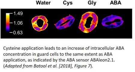 Uncovering the Steps Before: Sulfate Induces ABA Biosynthesis and ...