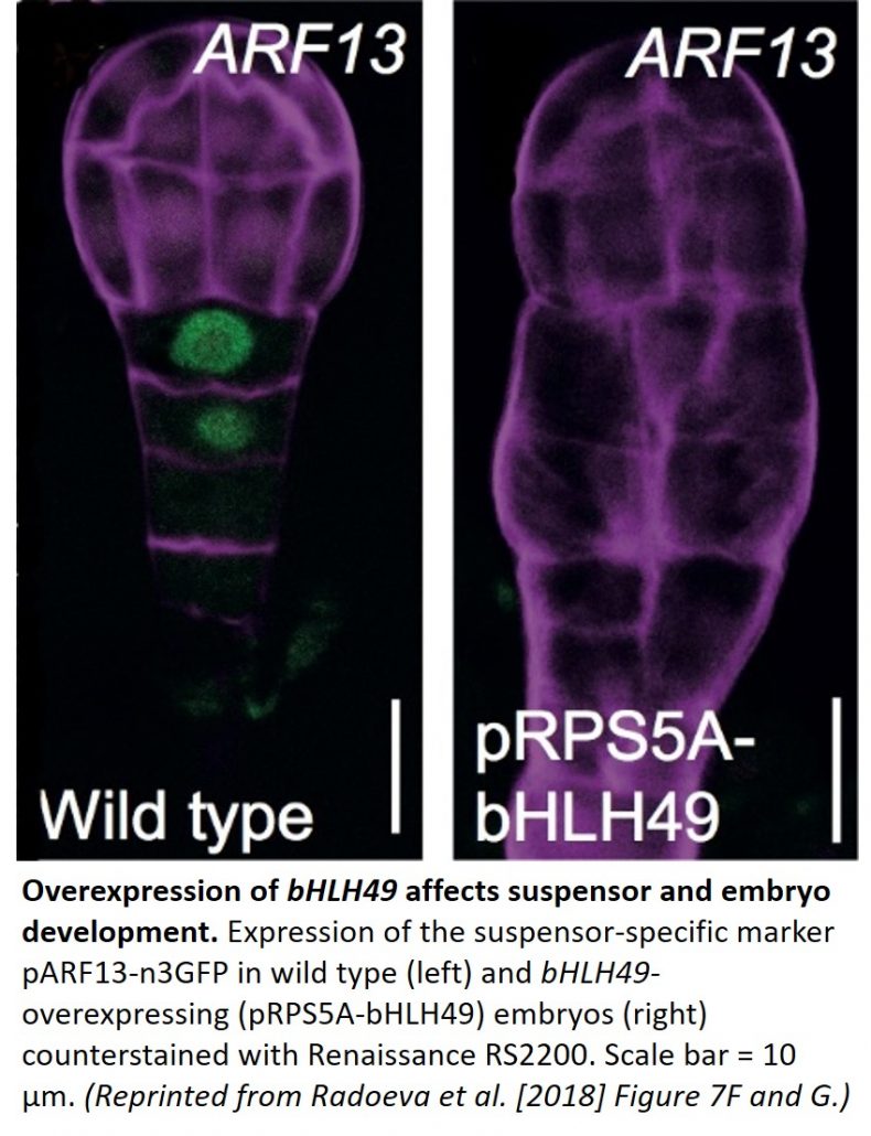 Suspended Animation: A Transcriptional Module Triggers Embryo Formation ...
