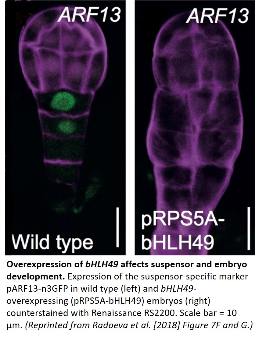 Suspended Animation: A Transcriptional Module Triggers Embryo Formation ...