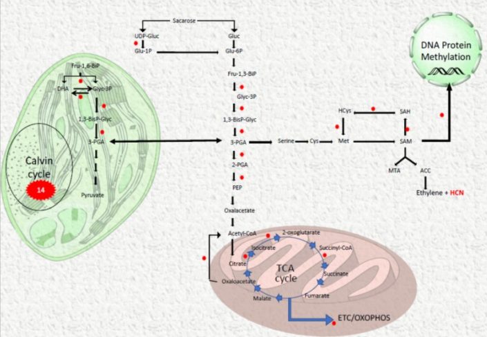 Hydrogen Cyanide Regulation by S-Cyanylation | Plantae