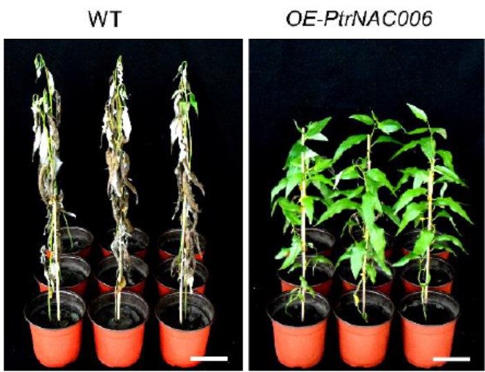 The AREB1-ADA2b-GCN5 Complex Regulates Gene Expression during Drought ...