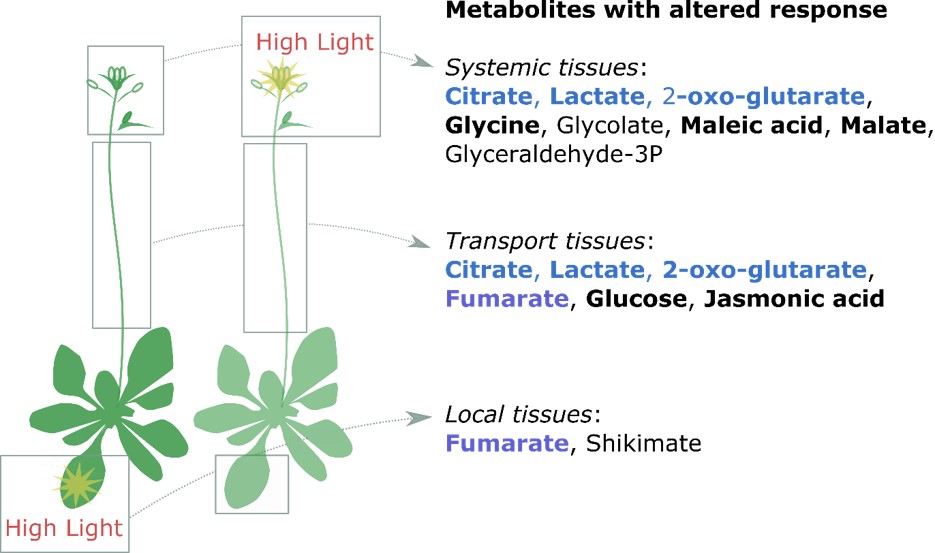 Highlighting the fast signals that establish remote metabolite profiles ...