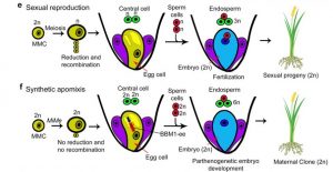 Synthetic apomixis: Asexual propagation through seeds (Nature ...