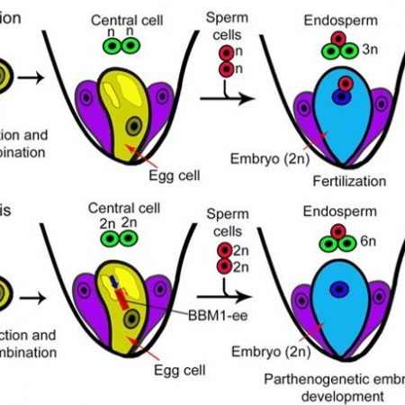 Plantae | Synthetic apomixis: Asexual propagation through seeds (Nature ...