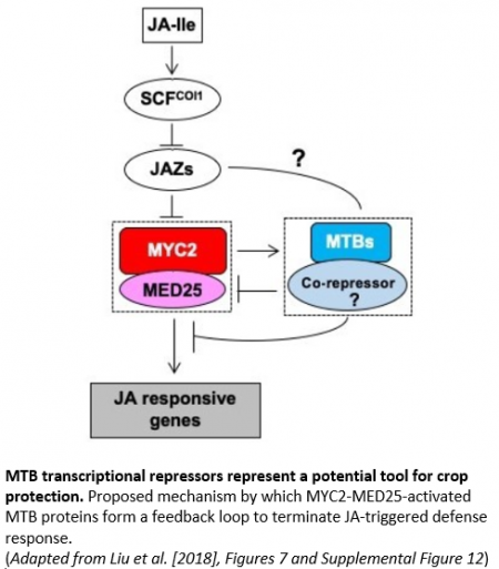 Master MYCs: MYC2, the jasmonate signaling ‘master switch’ | Plantae