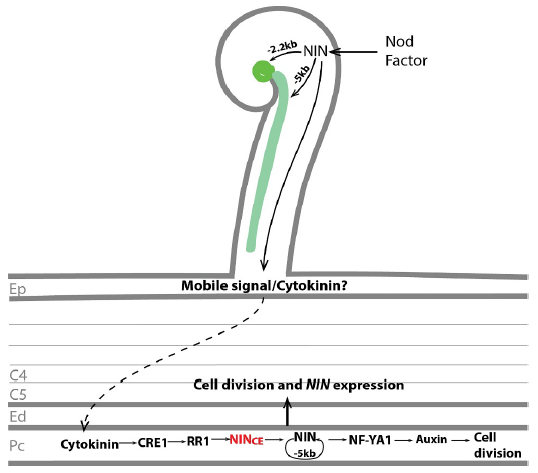 Solving a Cold Case: Identification of Promoter Elements to Complement ...