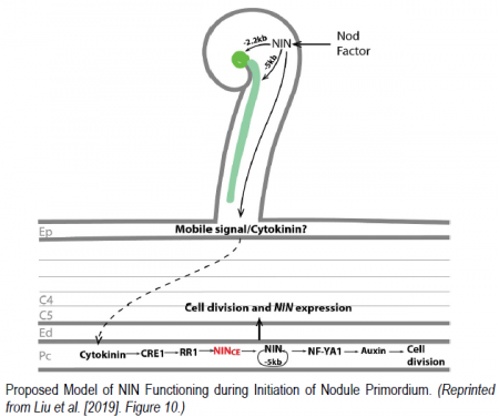 Solving a Cold Case: Identification of Promoter Elements to Complement ...