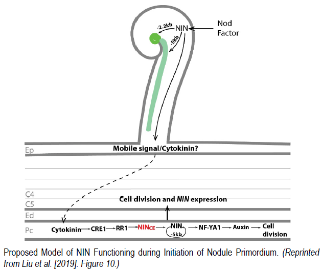 Solving a Cold Case: Identification of Promoter Elements to Complement ...