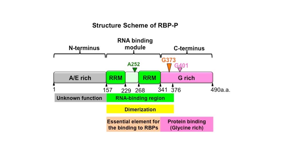 mRNA Localization in Rice Endosperm Cells Requires RBP-P | Plantae