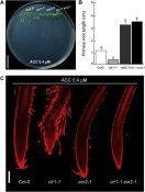 CONSTITUTIVE TRIPLE RESPONSE 1 and PIN2 coordinately regulate ...