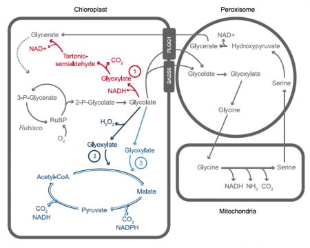 What We’re Reading: January 18th | Plantae