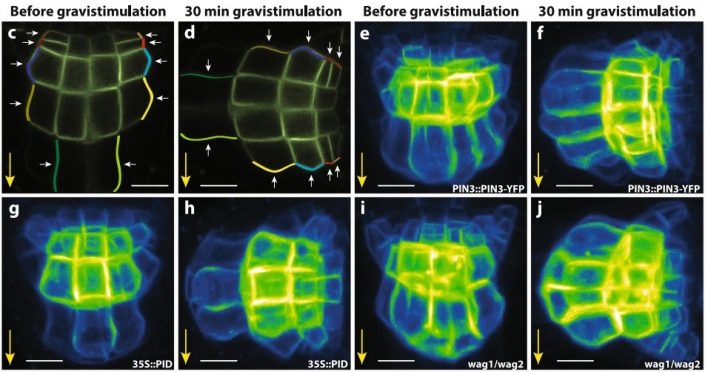 PID/WAG-mediated phosphorylation of PIN3 mediates polarity switches ...