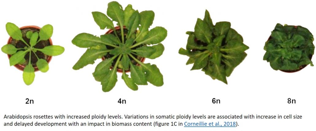Plant Cell Wall Composition: Does Ploidy Matter? | Plantae