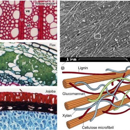 Plantae | Xylan and lignin deposition are independent of cellulose in ...