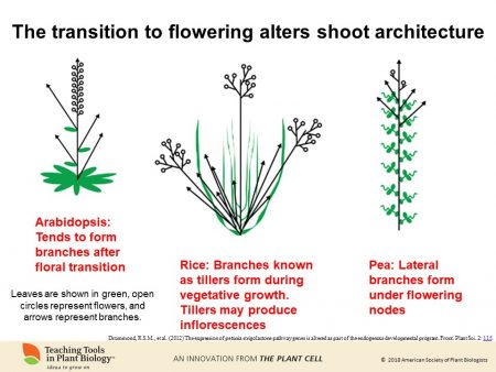 New Teaching Tool: “Molecular Control of Plant Shoot Architecture ...