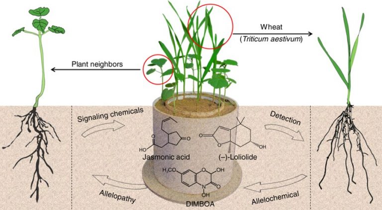 Plant neighbor detection and allelochemical response are driven by root ...