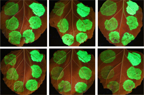 Plant Synthetic Biology Collection - Cloning Systems | Plantae