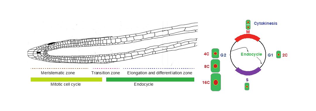 A Root Endoploidy Map: The Spatial and Temporal Arrangement of Dividing ...