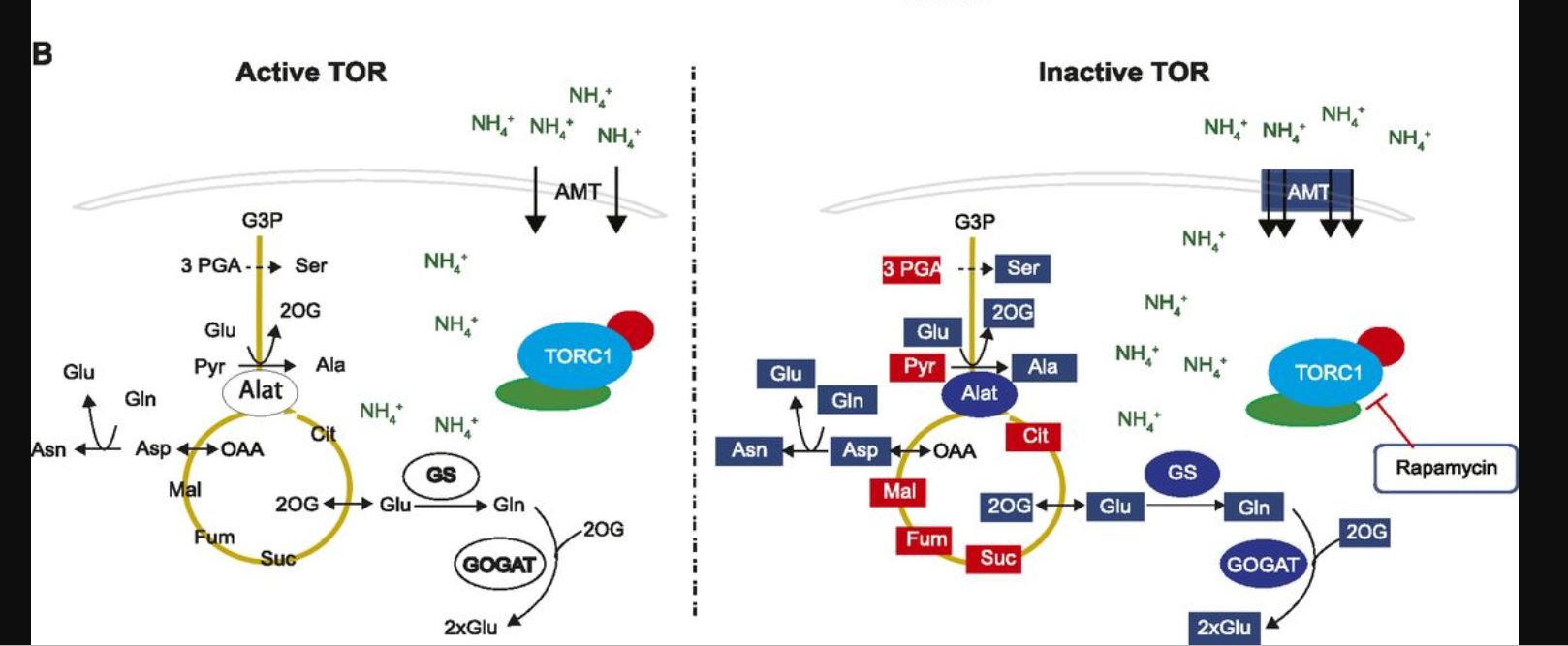 Power Play in the TOR Growth Circuit | Plantae