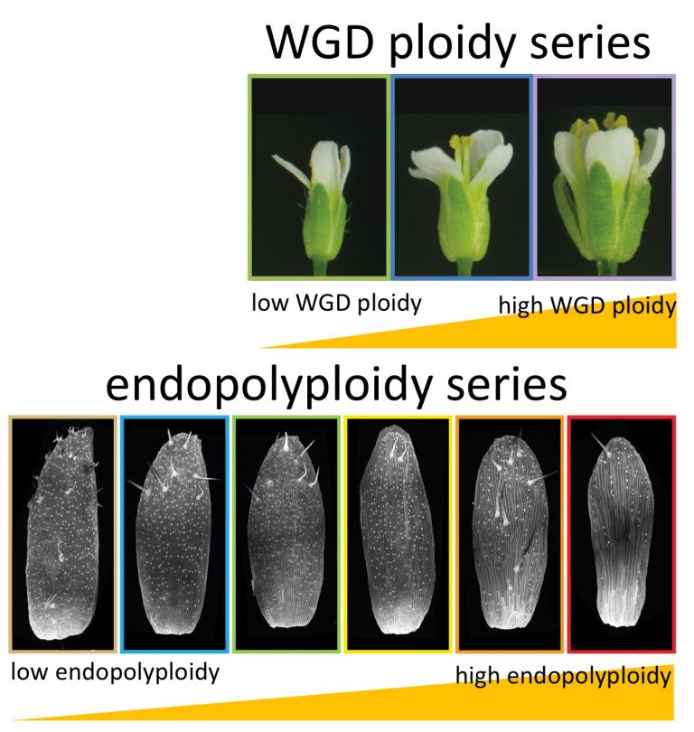 Scaling Relationships between Ploidy and Size | Plantae