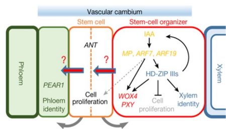 Origin and function of the root vascular cambium ($) (Nature) | Plantae