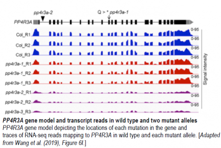 The Protein Phosphatase 4 Complex Functions in miRNA Biogenesis in ...