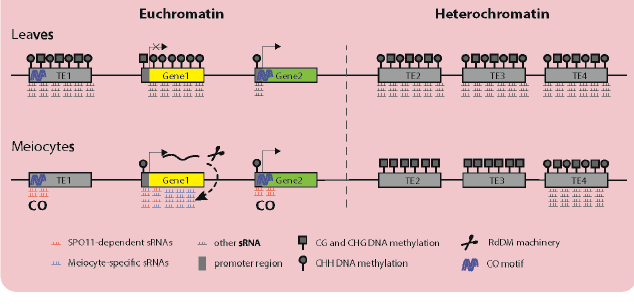 Meiocyte-specific Small RNAs and Meiotic Recombination: Questions and ...