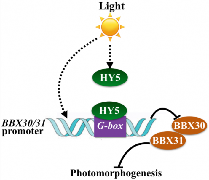 Two novel repressors of photomorphogenesis act downstream of HY5 in ...