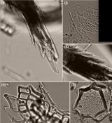 Plant Science Research Weekly: February 22 | Plantae