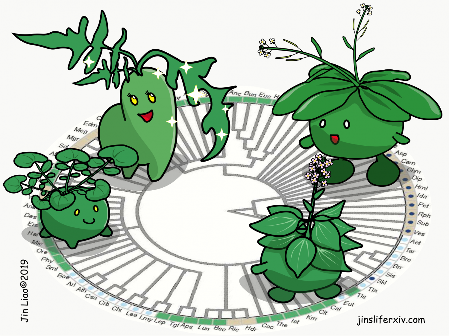 Understanding leaf shape development and diversity in Brassicaceae (New ...