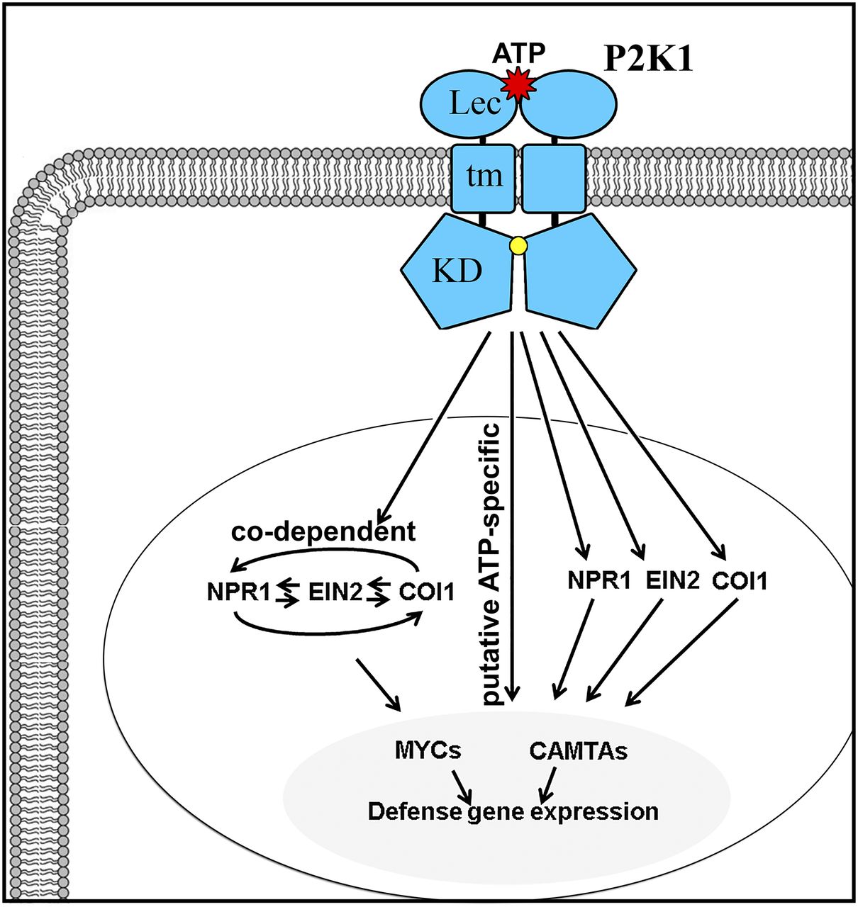 Extracellular ATP-Induced Transcriptome | Plantae