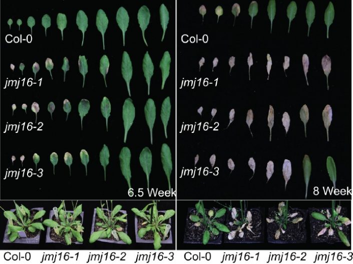 Leaf senescence in Arabidopsis thaliana is regulated by a histone H3K4 ...