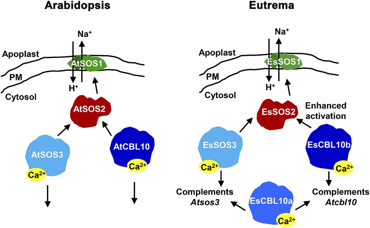 A Calcium Sensor Involved in Salt Tolerance | Plantae