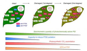What quantity of photosystem I is optimum for safe photosynthesis ...