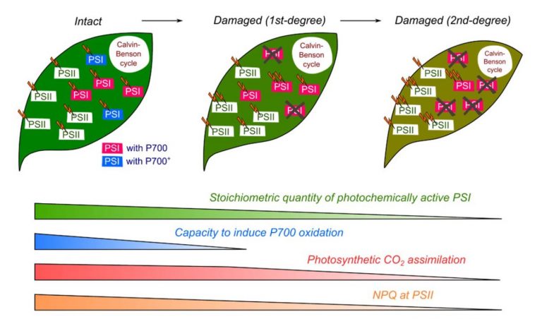 What quantity of photosystem I is optimum for safe photosynthesis ...