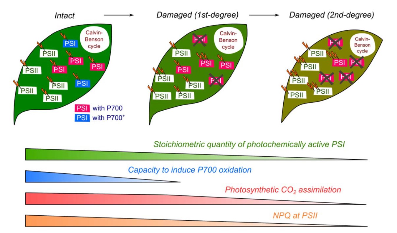 What quantity of photosystem I is optimum for safe photosynthesis ...