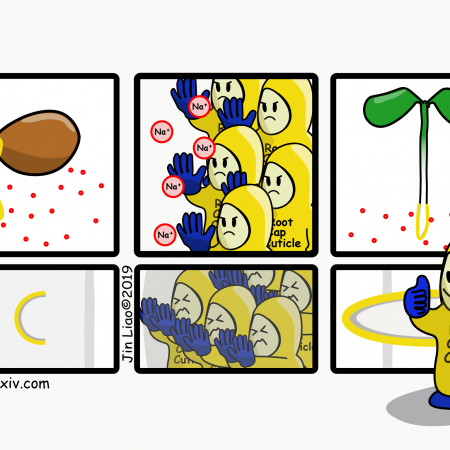 Plantae | Programmed Cell Death in the Root Cap | Plantae